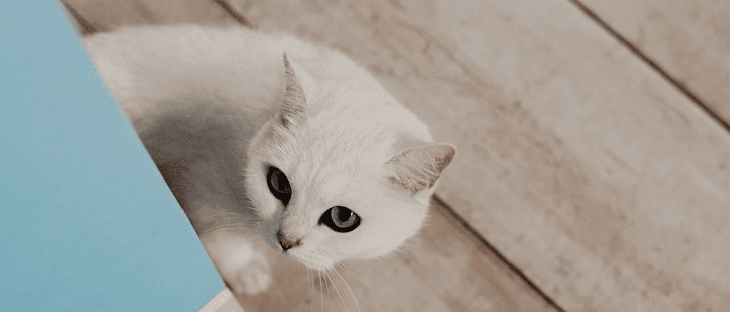 How To Get Rid Of Cat Pee Smell & Remove Odour | CATSAN™