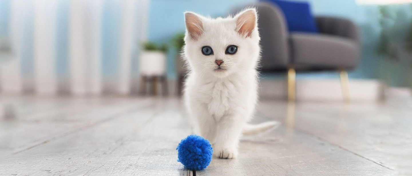 Kitty Cat Kitty Cat | Silver Bead Charm | Evolve Inspired Jewellery
